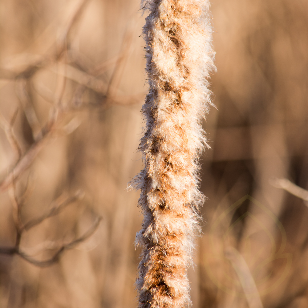 Reeds Tree – Cat Tails – The Living Sanctuary