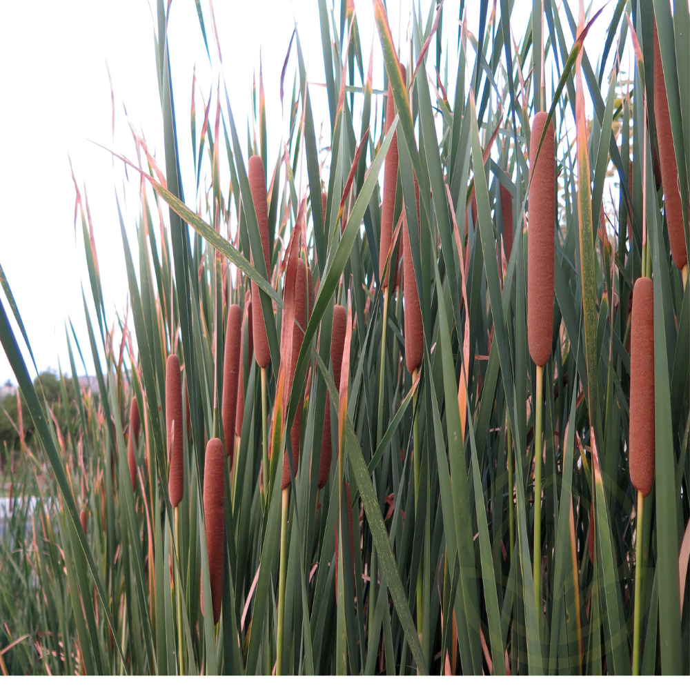 Reeds Tree – Cat Tails – The Living Sanctuary