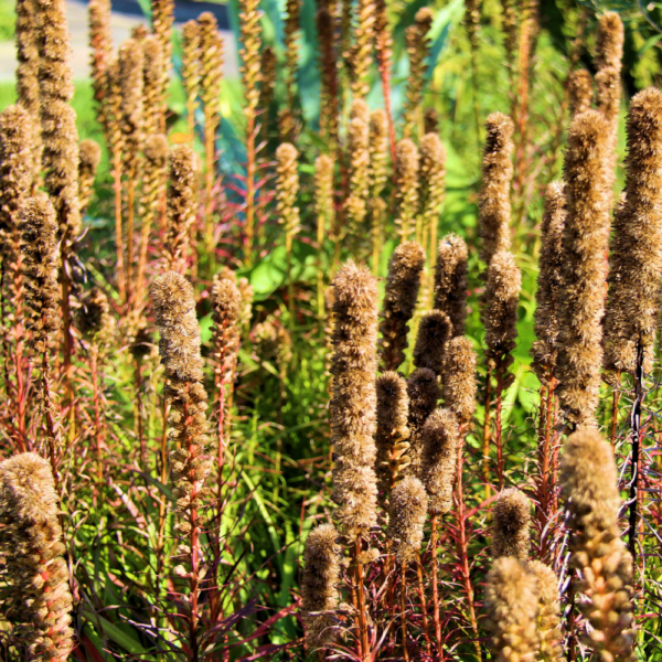 Reeds Tree – Cat Tails – The Living Sanctuary