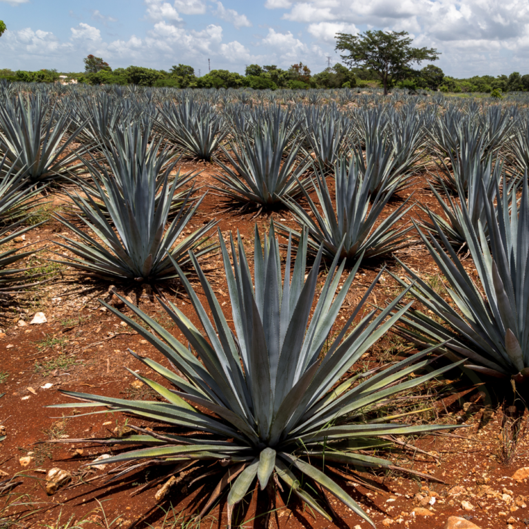 Agave Tree – The Living Sanctuary