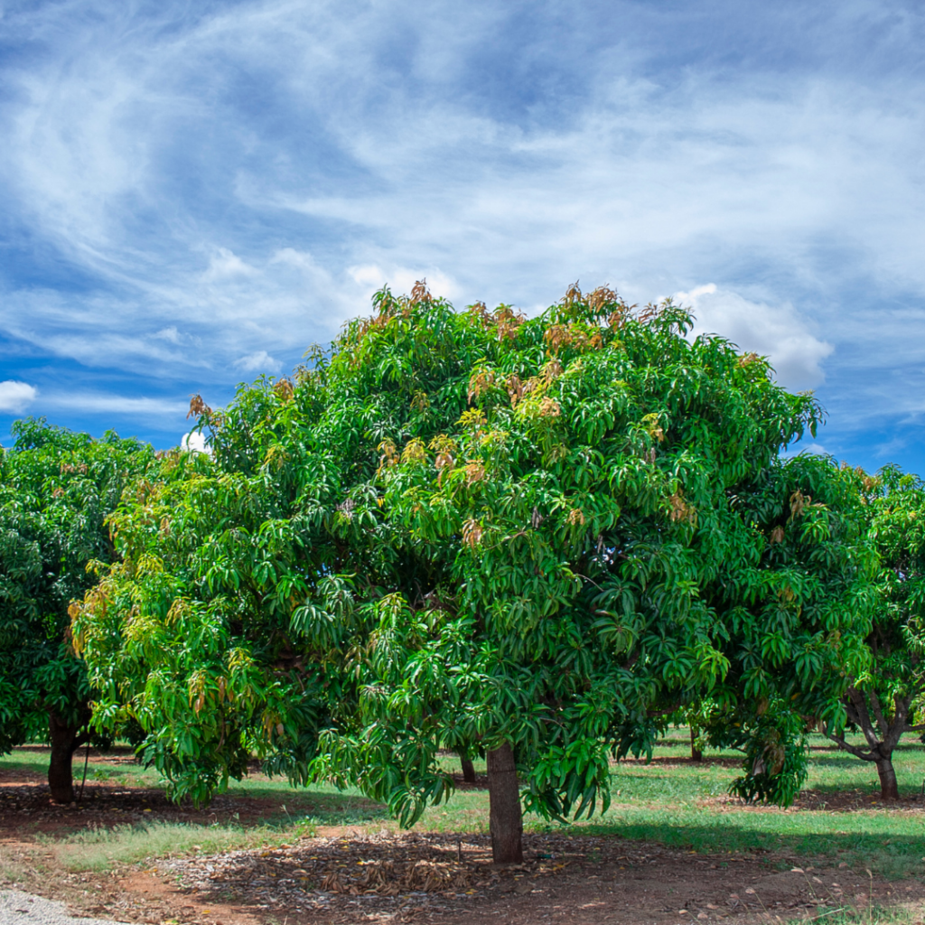 Mango Tree – The Living Sanctuary