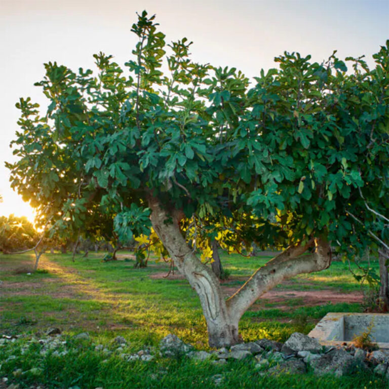 Turkey Fig Tree – The Living Sanctuary